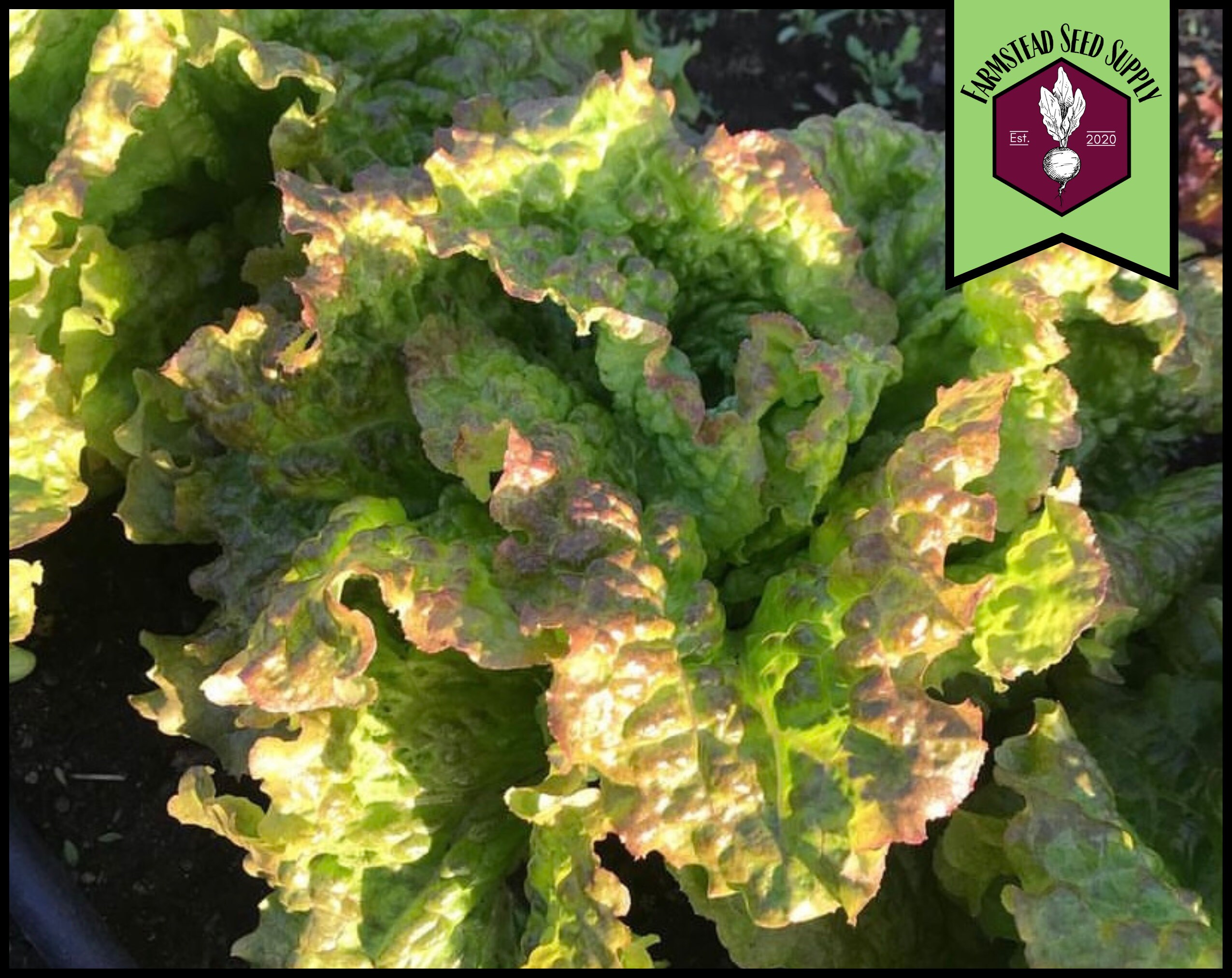 21,100 Lettuce Seeds (prizehead) | Heirloom, Non-gmo, Vegetable Garden ...