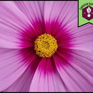 2,600 Pink Gloria Cosmos Seeds | Native Wildflower Seeds to Plant for ...