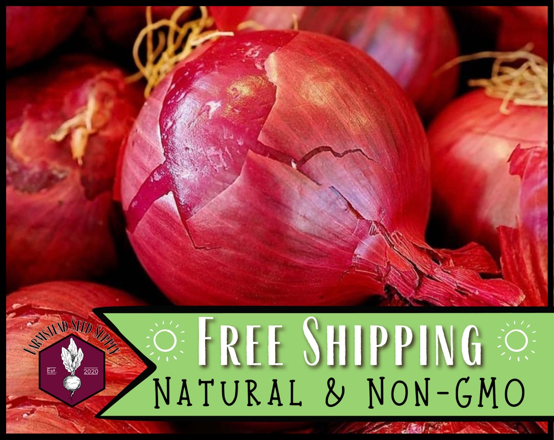 5,500 Onion Seeds (red Creole) | Heirloom, Non-gmo, Vegetable Garden ...