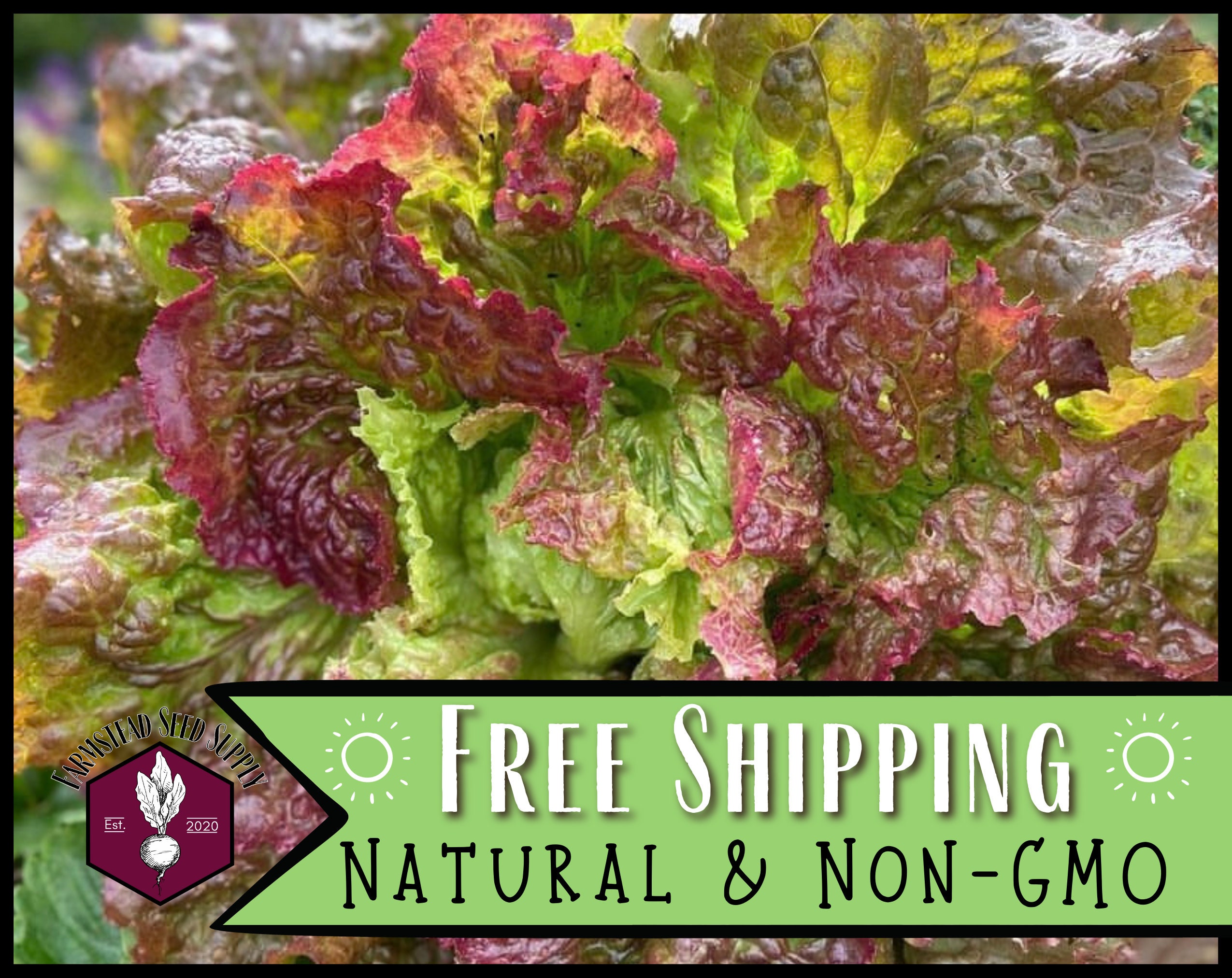 21,100 Lettuce Seeds (prizehead) | Heirloom, Non-gmo, Vegetable Garden ...