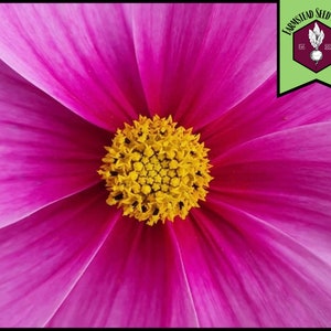 2,600 Pink Gloria Cosmos Seeds | Native Wildflower Seeds to Plant for ...