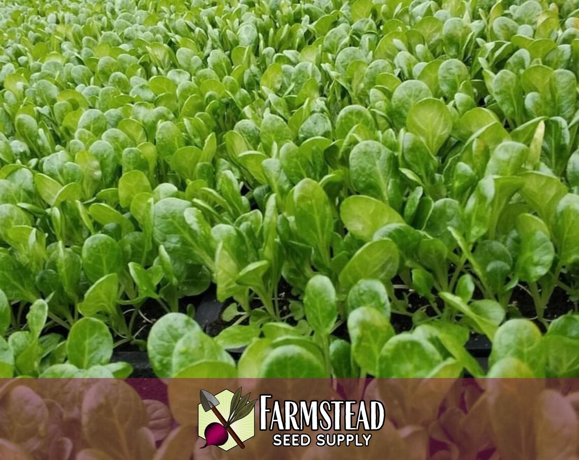 4,000 Corn Salad (dutch Mache) Seeds | Heirloom, Non-gmo, Vegetable ...