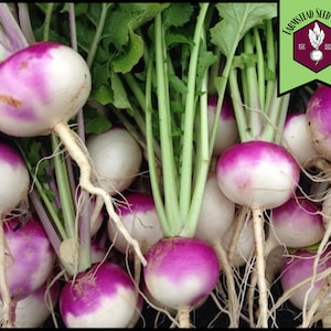 14,000 Turnip Seeds (purple Top White Globe) | Heirloom, Non-gmo ...