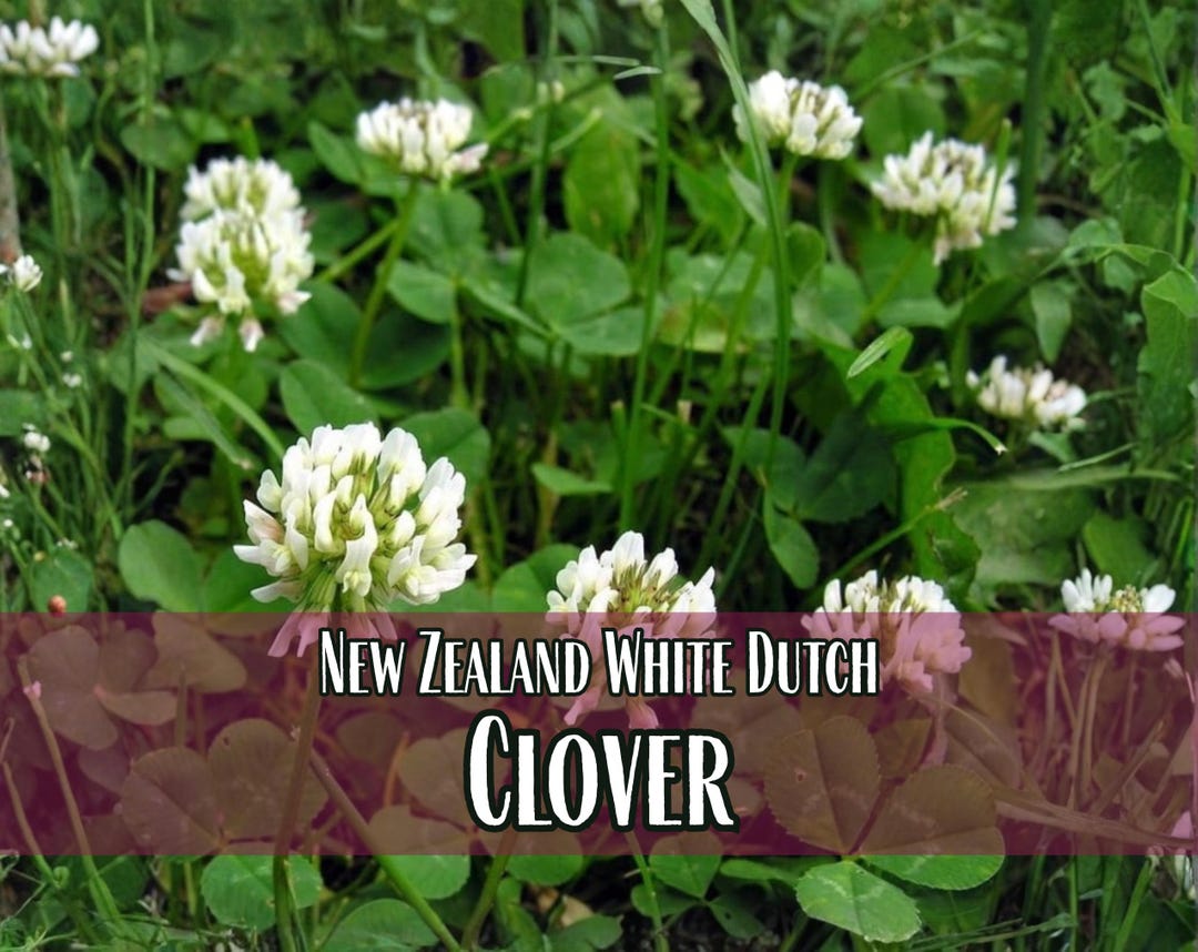 56,500 Clover Seeds (white Dutch, New Zealand) | Wildflower Gardening ...