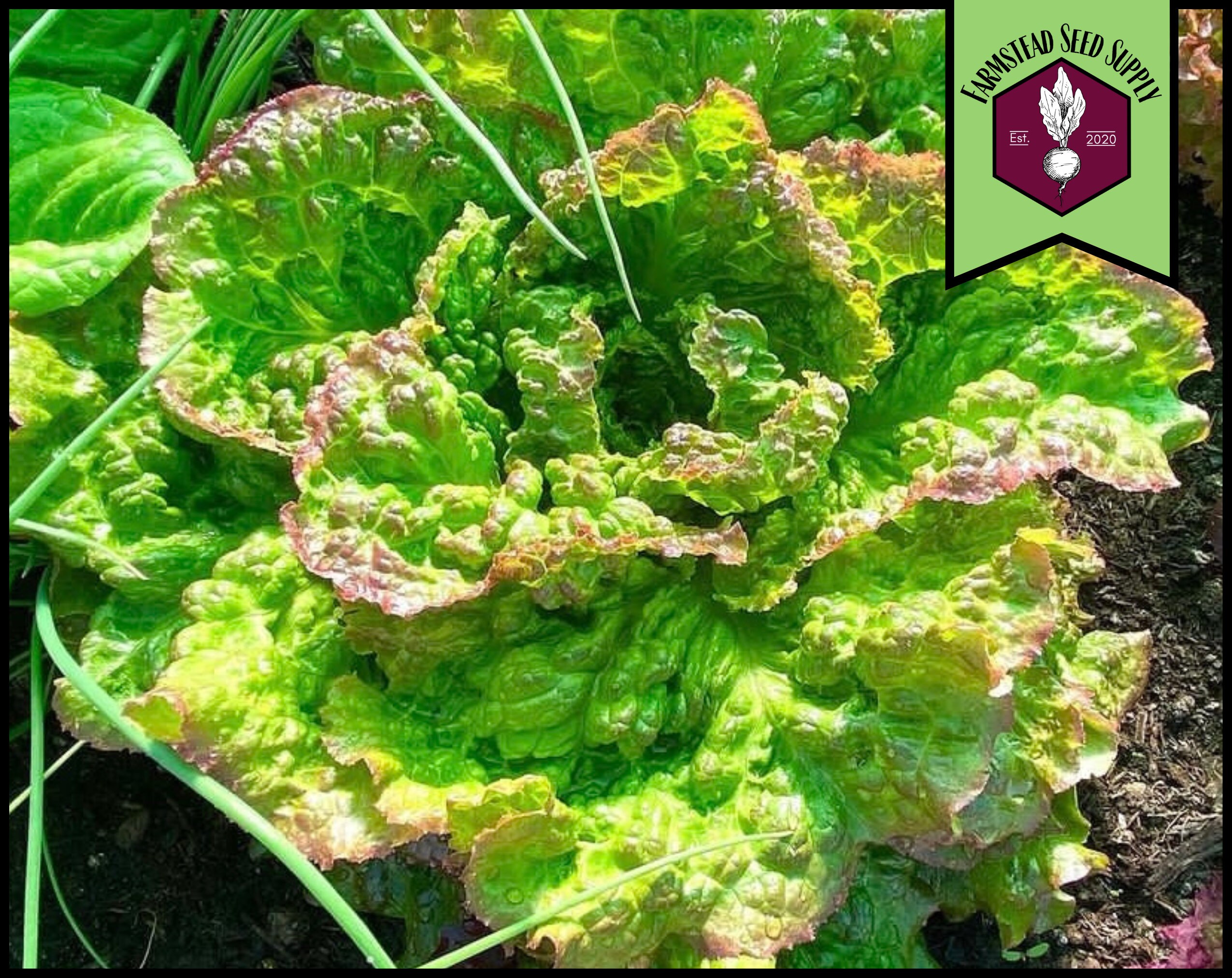 21,100 Lettuce Seeds (prizehead) | Heirloom, Non-gmo, Vegetable Garden ...