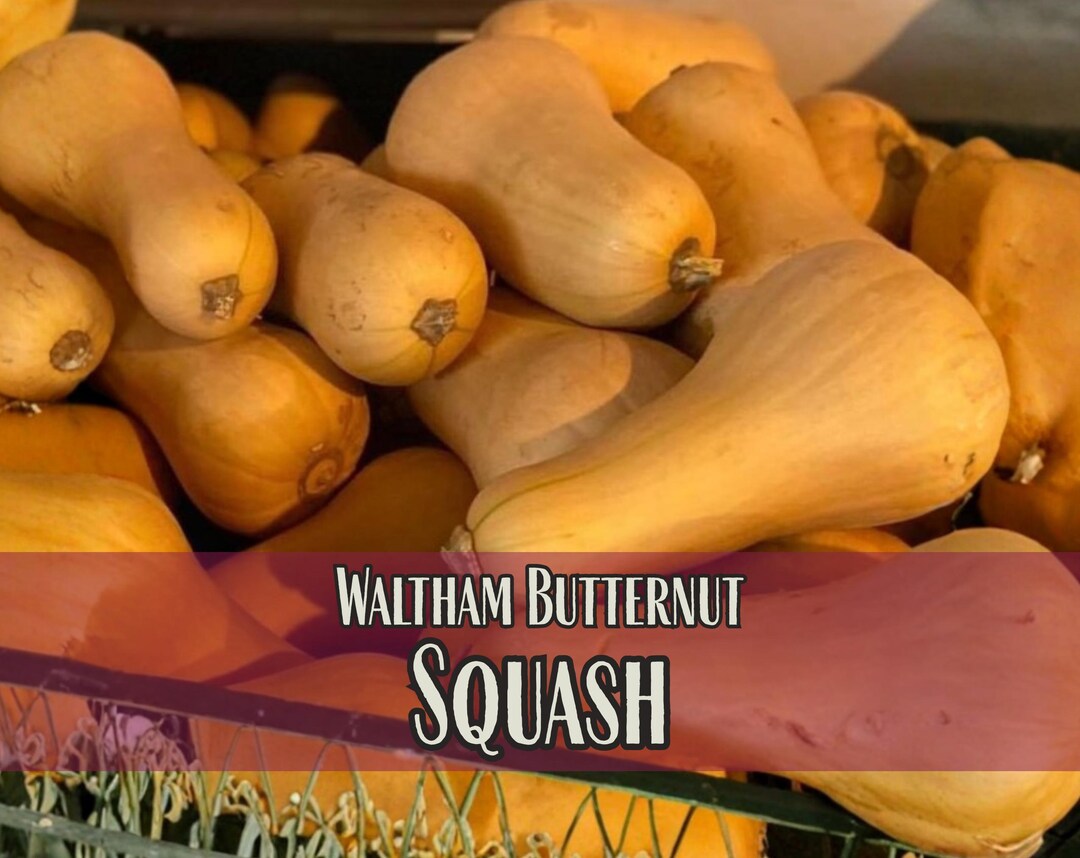 300 Butternut Squash Seeds (waltham) | Heirloom, Non-gmo, Vegetable ...
