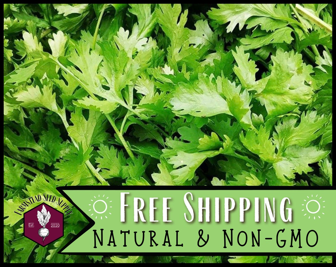 1,900 Cilantro Seeds (slow Bolt) | Non-gmo, Culinary Herb Garden Seed ...