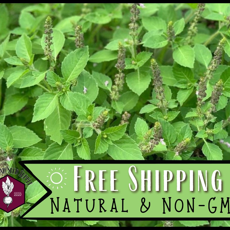 Tulsi Seeds - Etsy