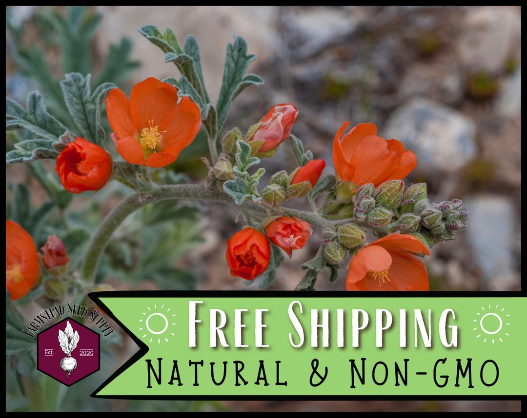 7,100 Desert Globemallow Seeds | Native Wildflower, Flower Gardening ...