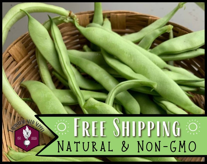 Helda Romano Flat Stringless Pole Bean (30 Seeds) - Etsy