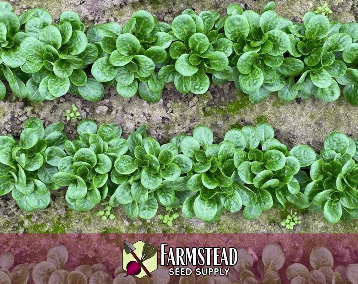 4,000 Corn Salad (dutch Mache) Seeds | Heirloom, Non-gmo, Vegetable ...