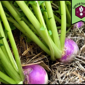 14,000 Turnip Seeds (purple Top White Globe) | Heirloom, Non-gmo ...