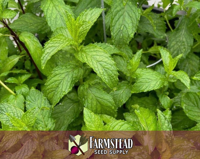 20,500 Spearmint Seeds | Container Herb Gardening Seed for Growing Mint ...