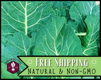 Morris Heading Collard Green Seeds Heirloom Non Gmo - Etsy