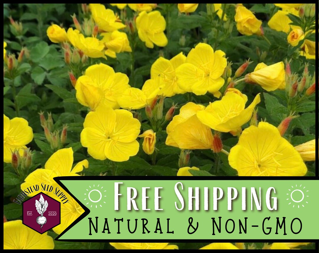 29,700 Evening Primrose Seeds | Wildflower Gardening Seed Packet for ...