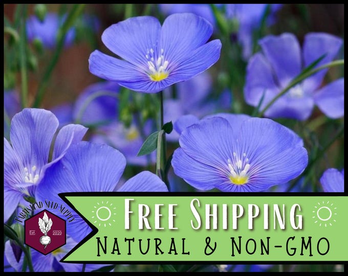 Stiff Yellow Flax 40 Seeds Linum Medium Texanum - Etsy