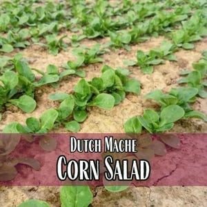 4,000 Corn Salad (dutch Mache) Seeds | Heirloom, Non-gmo, Vegetable ...