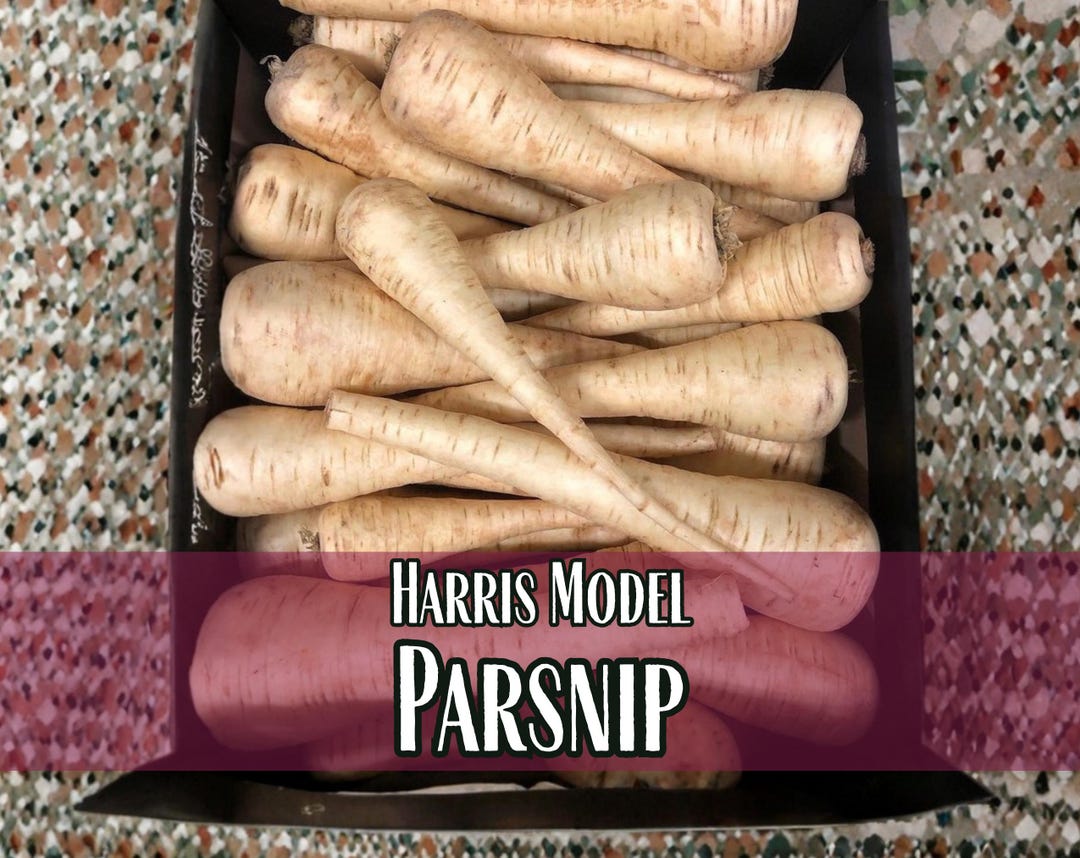 2,800 Parsnip Seeds (harris Model) | Heirloom, Non-gmo, Vegetable ...