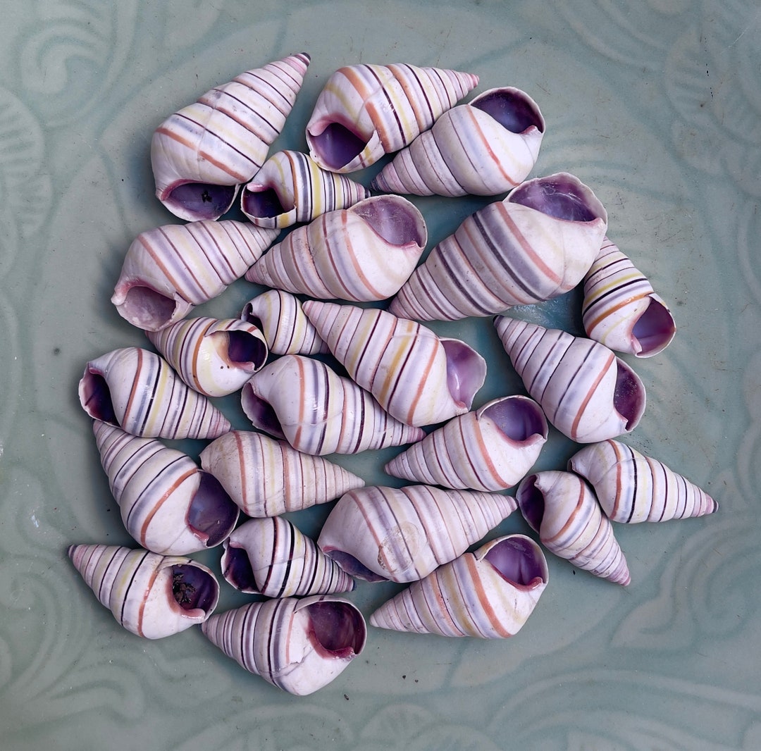 24 Haitian Tree Snails, Candy Striped Snail Shells for Crafting or ...