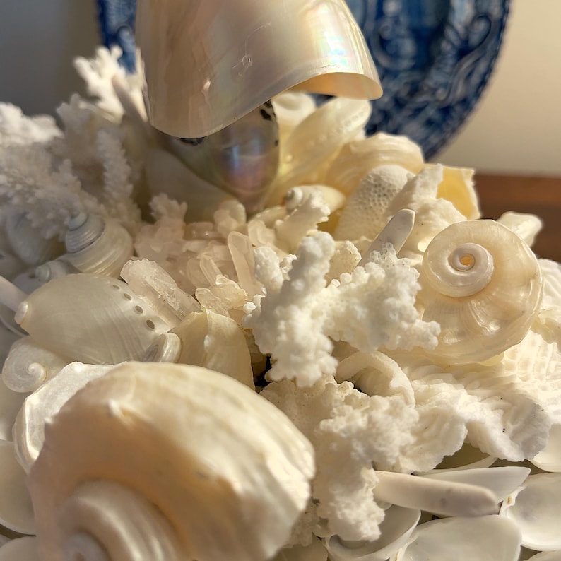 Shell Box L Sea Shell Decorative Box L Table Top Shell Art L Shell Art ...
