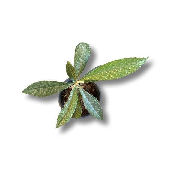 Loquat Tree Seedling - Etsy