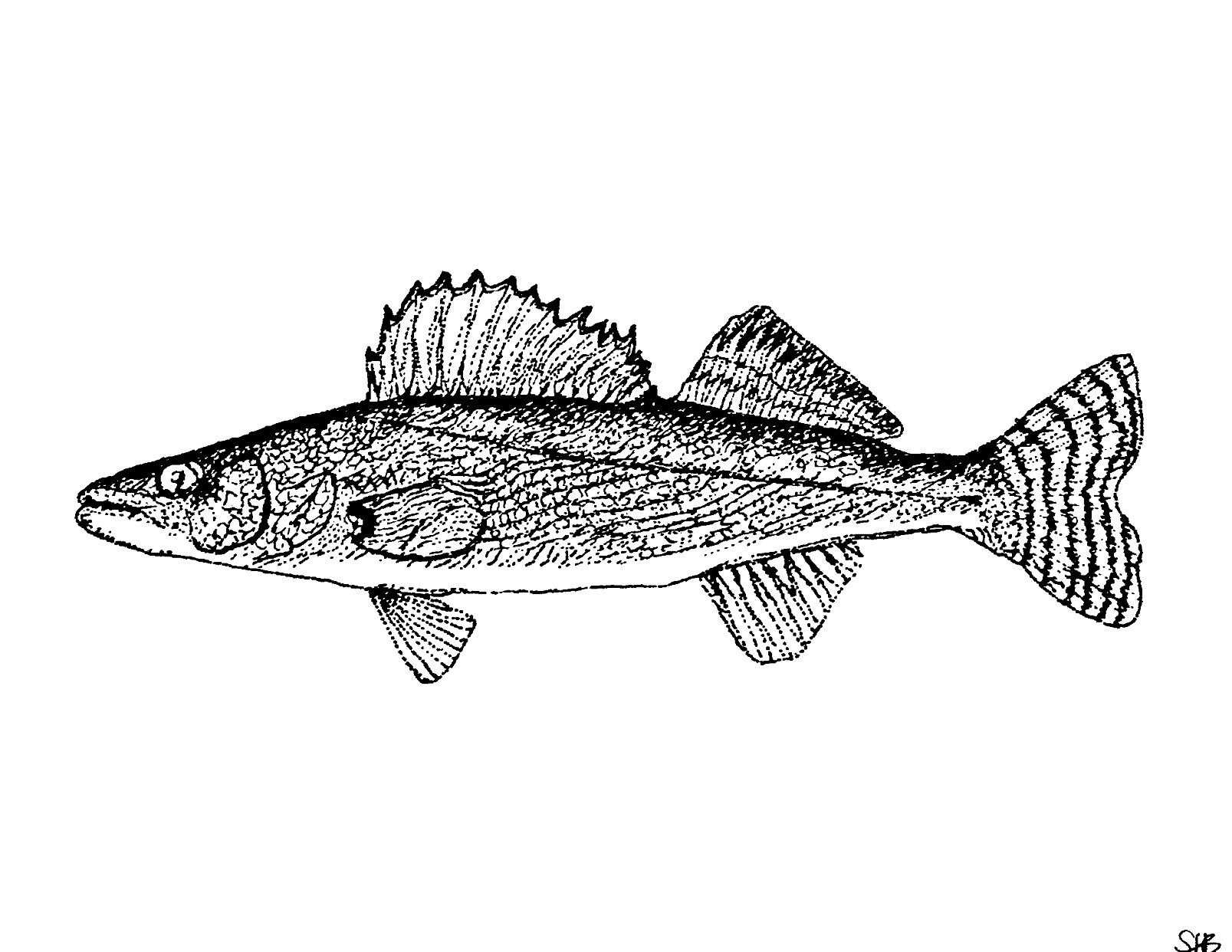 Minnesota Walleye Drawing - Etsy