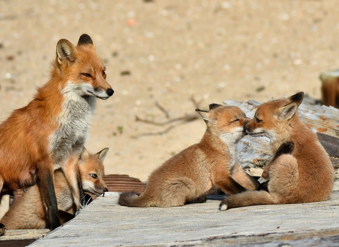 Fox Cubs, Red Tail Fox Family, Fox Kit, Wildlife Photography, Fox ...