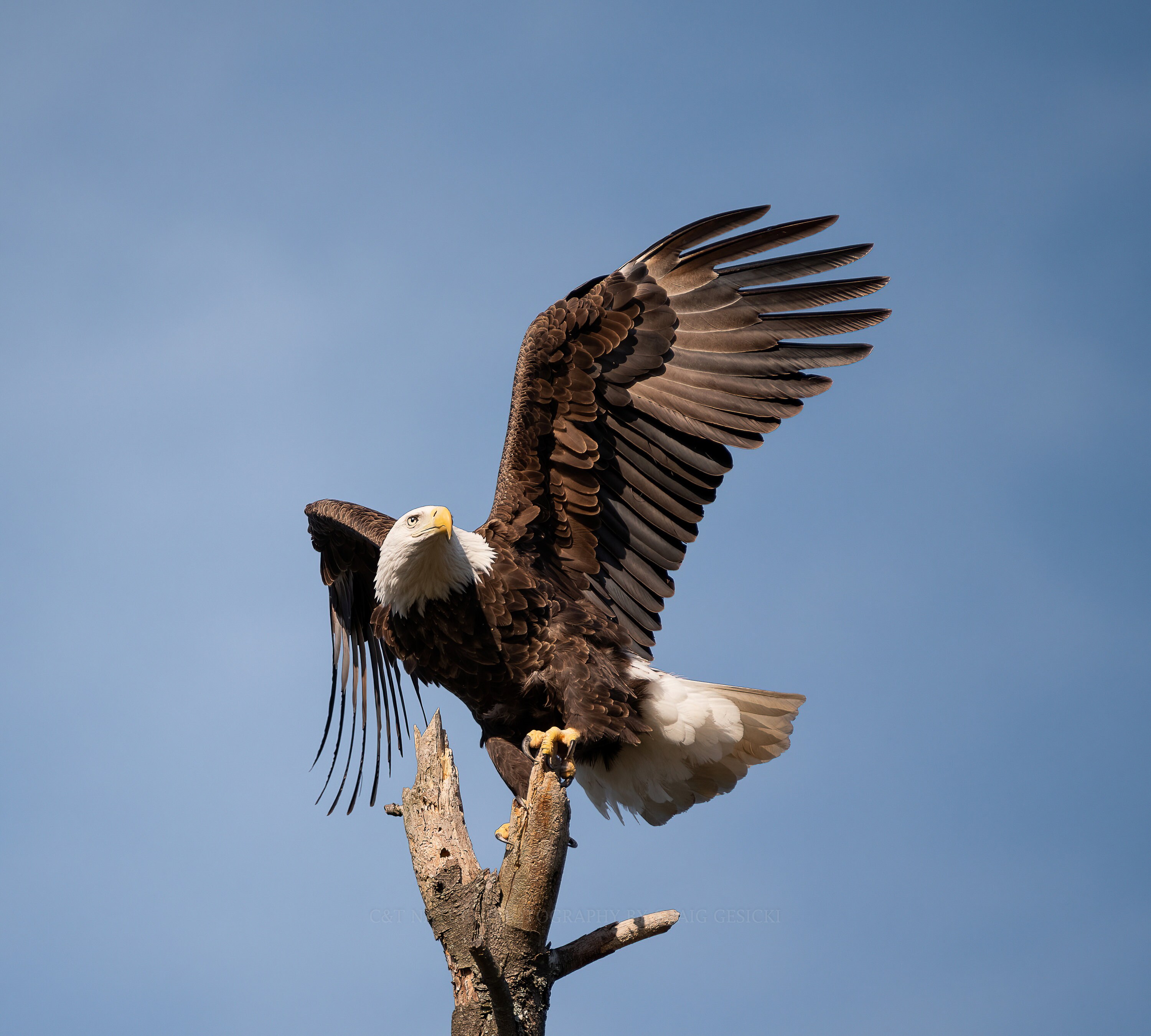 Bald Eagle Looking Up, Eagle Photography Print, Wildlife Photography ...
