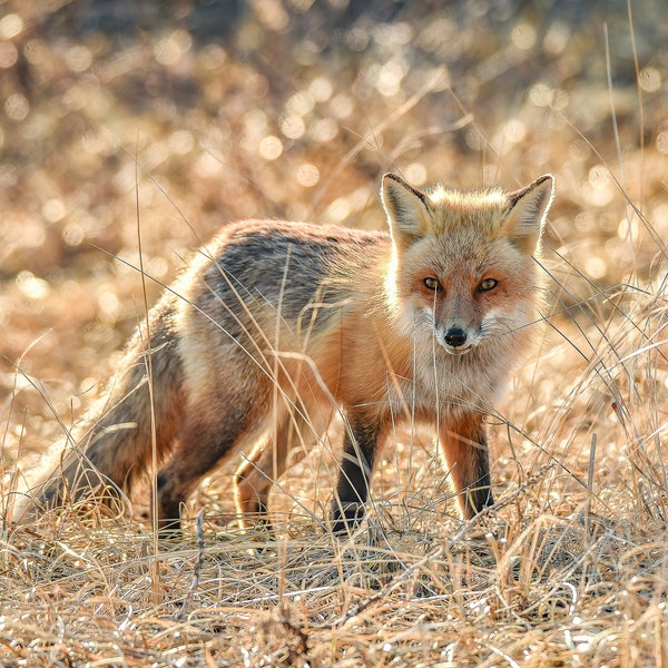 Red Fox Photograph - Etsy