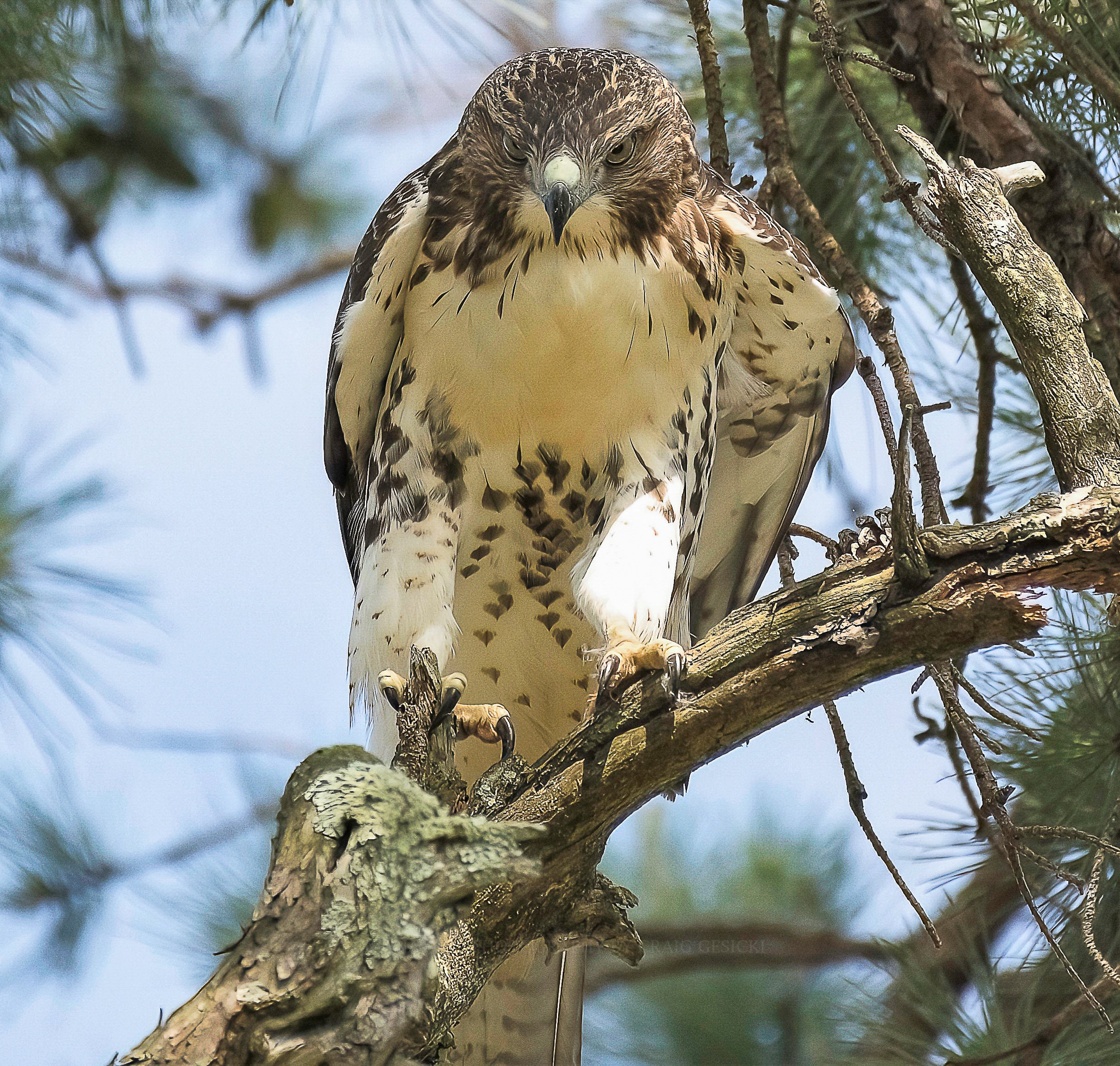 Juvenile Red-tailed Hawk Photograph, Wildlife Nature Print - Etsy