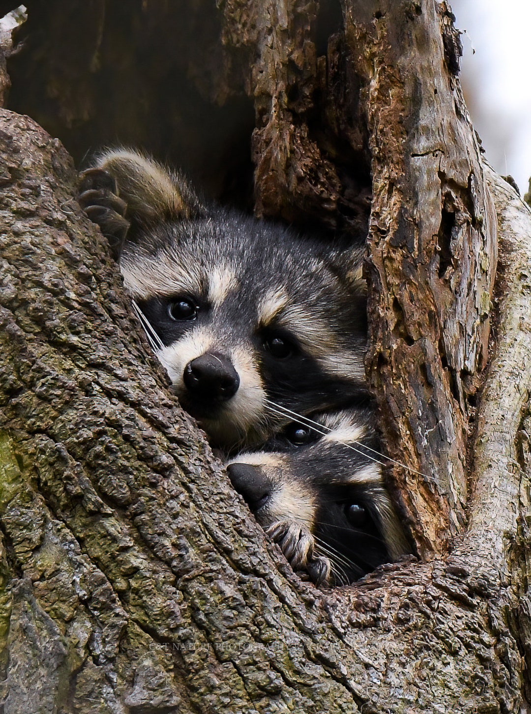 Racoons, Racoon Photography, Wildlife Photography, Nature Photography ...
