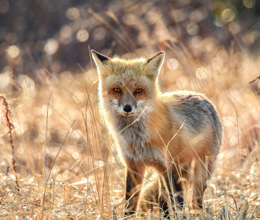 Red Tail Fox, Wildlife Photography, Fox Photography, Nature Photography ...
