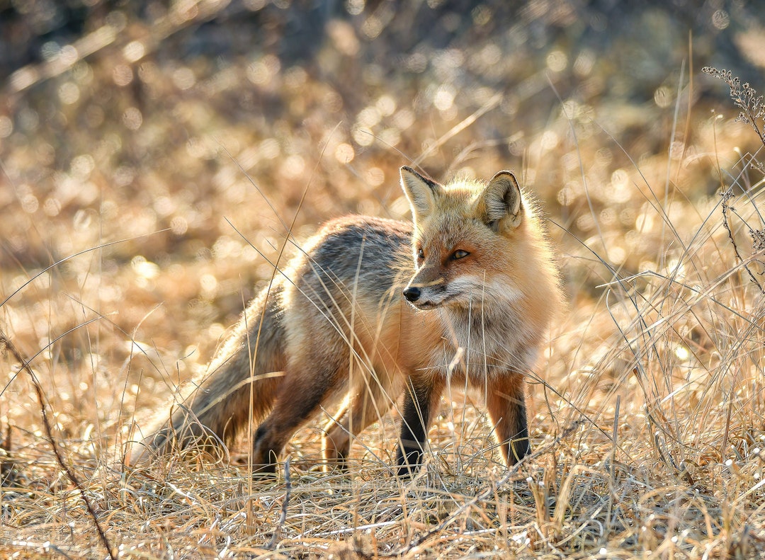 Red Tail Fox, Wildlife Photography, Fox Photography, Nature Photography ...
