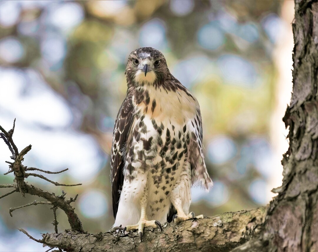 Juvenile Red Tail Hawk Photo Print, Wildlife Photography - Etsy