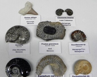 Fossil Collection | Etsy
