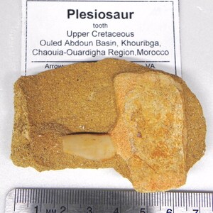 Fossil Collection - 8 Different Labeled Fossils - Etsy