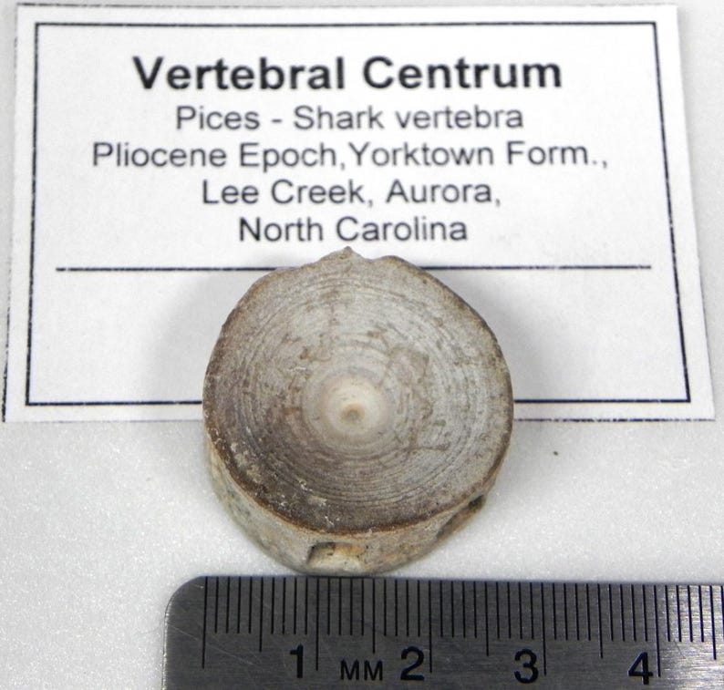 Fossil Collection - 8 Different Labeled Fossils - Etsy