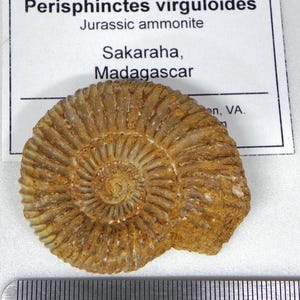 Fossil Collection 8 Different Labeled Fossils - Etsy