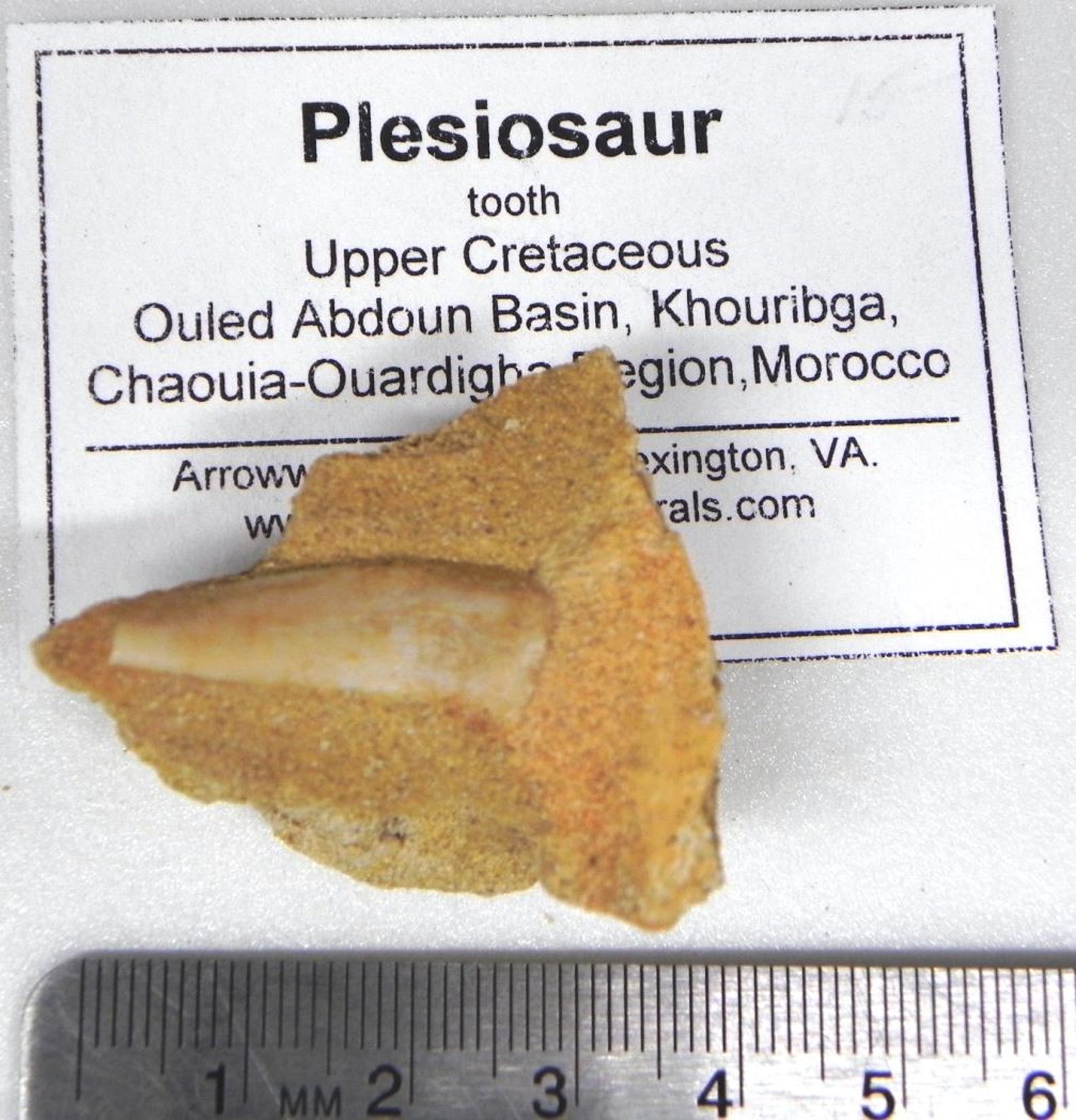 Fossil Collection - 8 Different Labeled Fossils - Etsy
