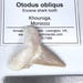 Fossil Collection - 8 Different Labeled Fossils - Etsy