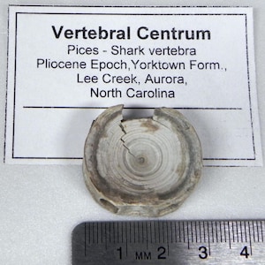 Fossil Collection - 8 Different Labeled Fossils - Etsy