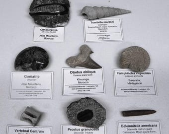 Fossil Collection - 8 Different Labeled Fossils - Etsy