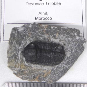 Fossil Collection - 8 Different Labeled Fossils - Etsy