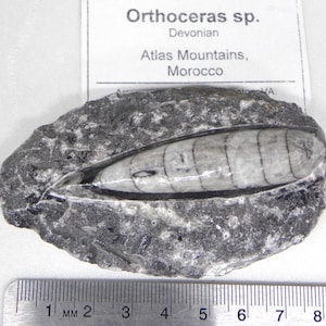 Fossil Collection 8 Different Labeled Fossils - Etsy