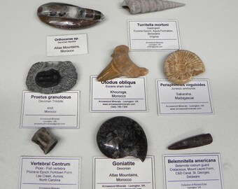 Fossil Collection - 8 Different Labeled Fossils - Etsy