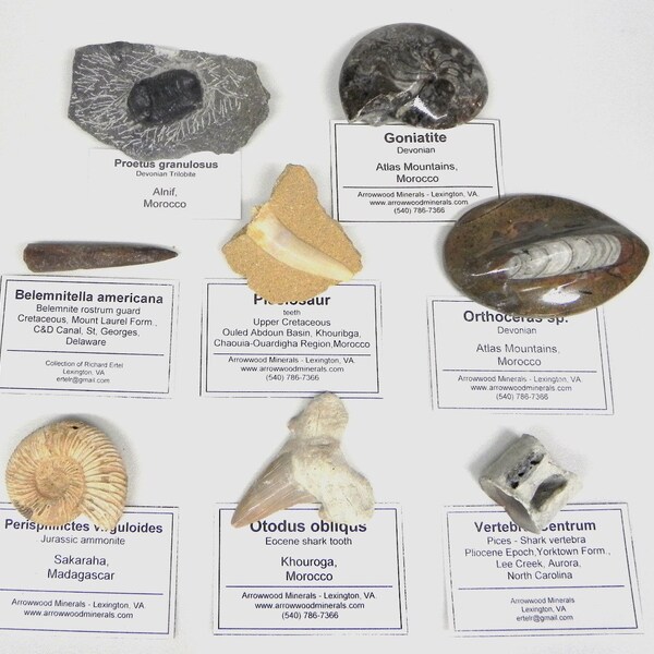 Fossils Rocks - Etsy