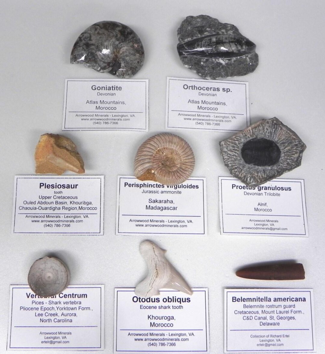 Fossil Collection - 8 Different Labeled Fossils - Etsy