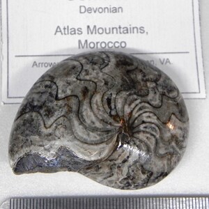 Fossil Collection - 8 Different Labeled Fossils - Etsy