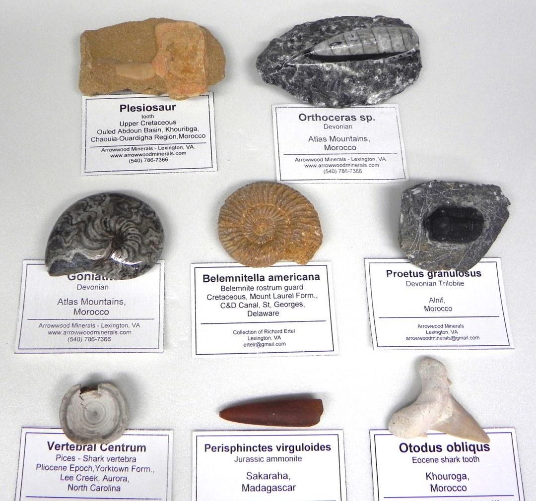Fossil Collection - 8 Different Labeled Fossils - Etsy