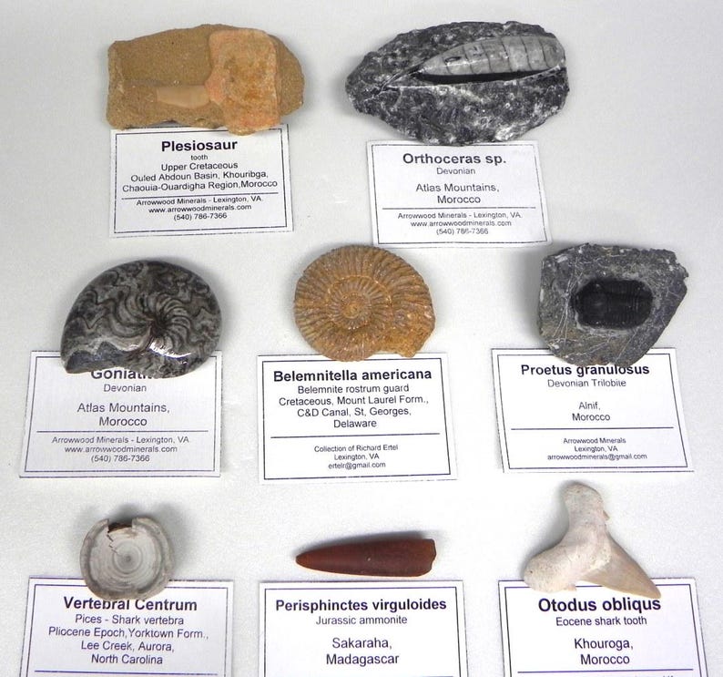 Fossil Collection - 8 Different Labeled Fossils - Etsy